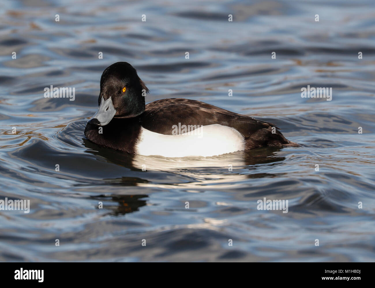 Tufted Duck (Aythya fuligula Stock Photo - Alamy