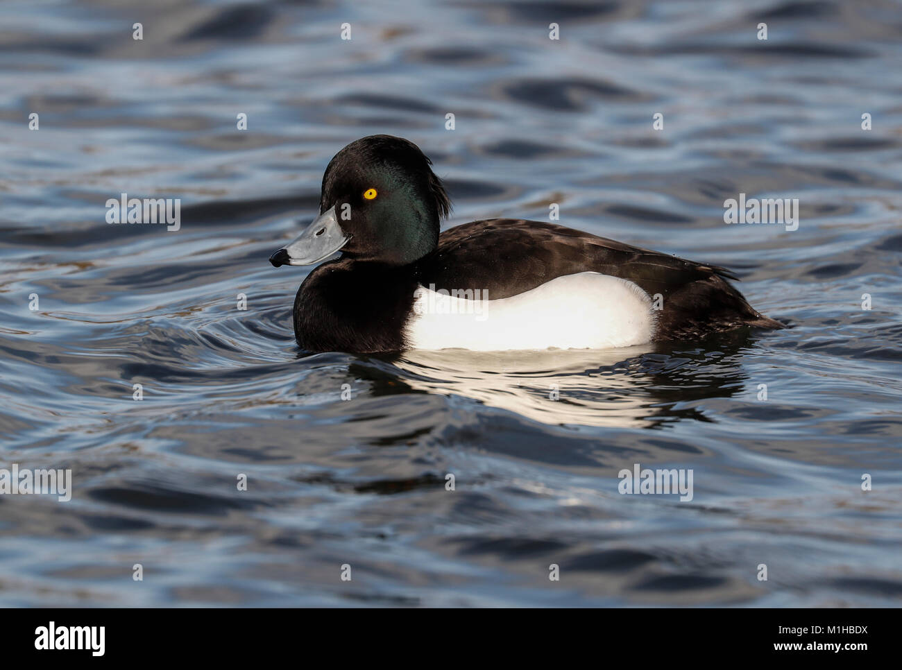 Tufted Duck (Aythya fuligula Stock Photo - Alamy