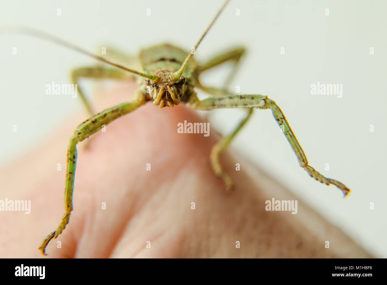 A detail picture of a big insect, phasmid. Its jaws can be seen. It is ...