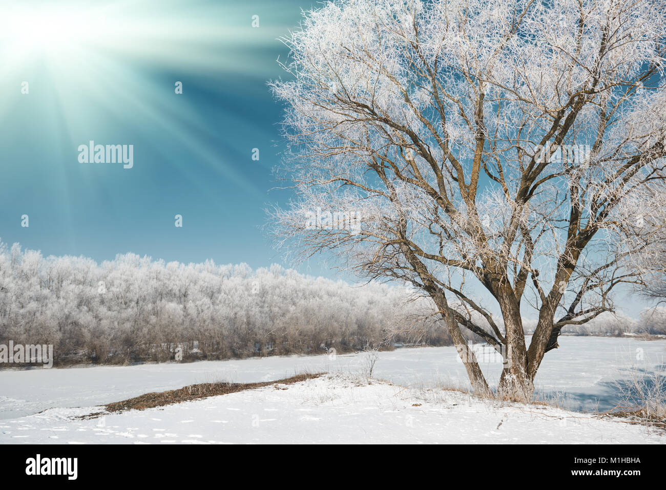 sun and tree in winter forest, blue sky and white snow, beautiful wild ...