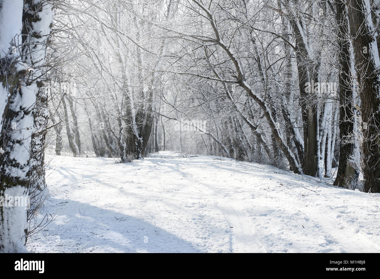 ground road in winter forest, beautiful wild landscape with snow and ...