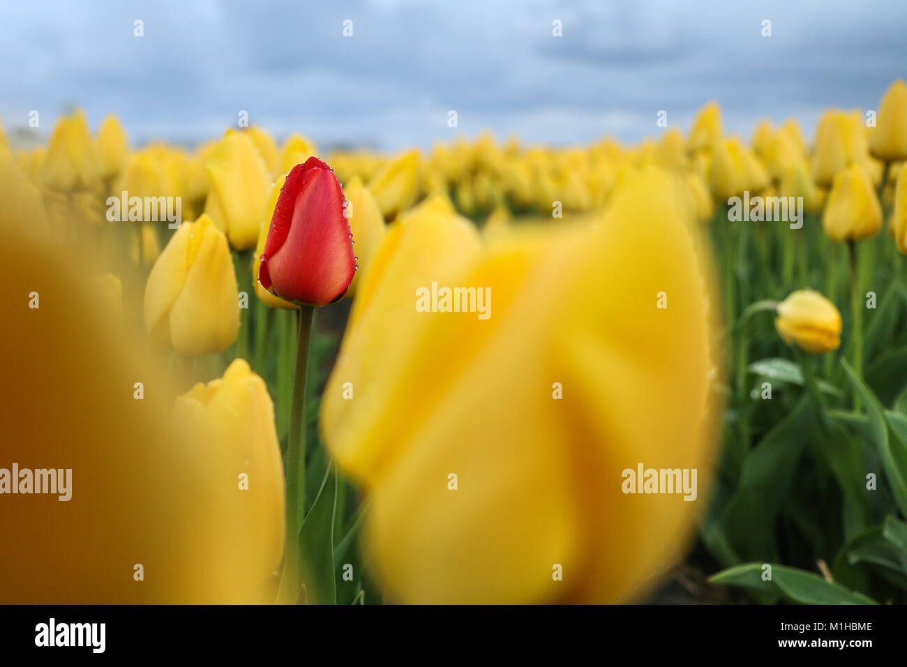 A picture from the amazing tulip fields in Netherlands during the ...
