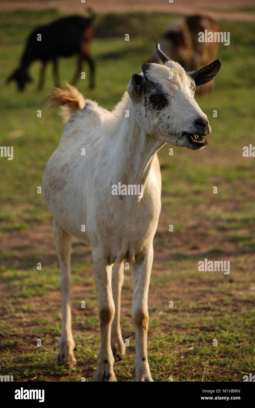 Goat in Masai village Masai Mara National Park, Kenya Africa Stock ...