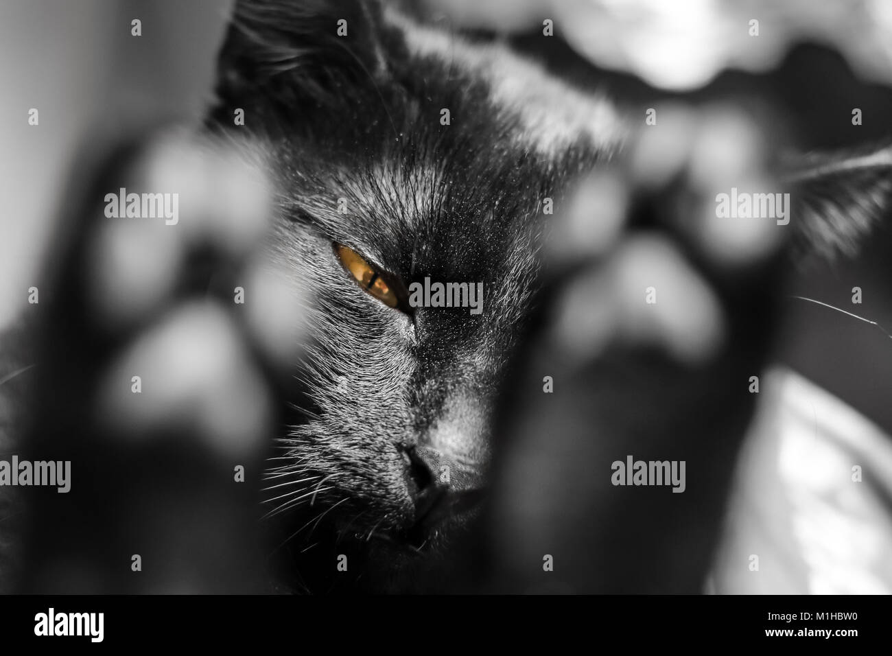 A detail of a sleepy cat´s eye through its paws. The tomcat is looking ...