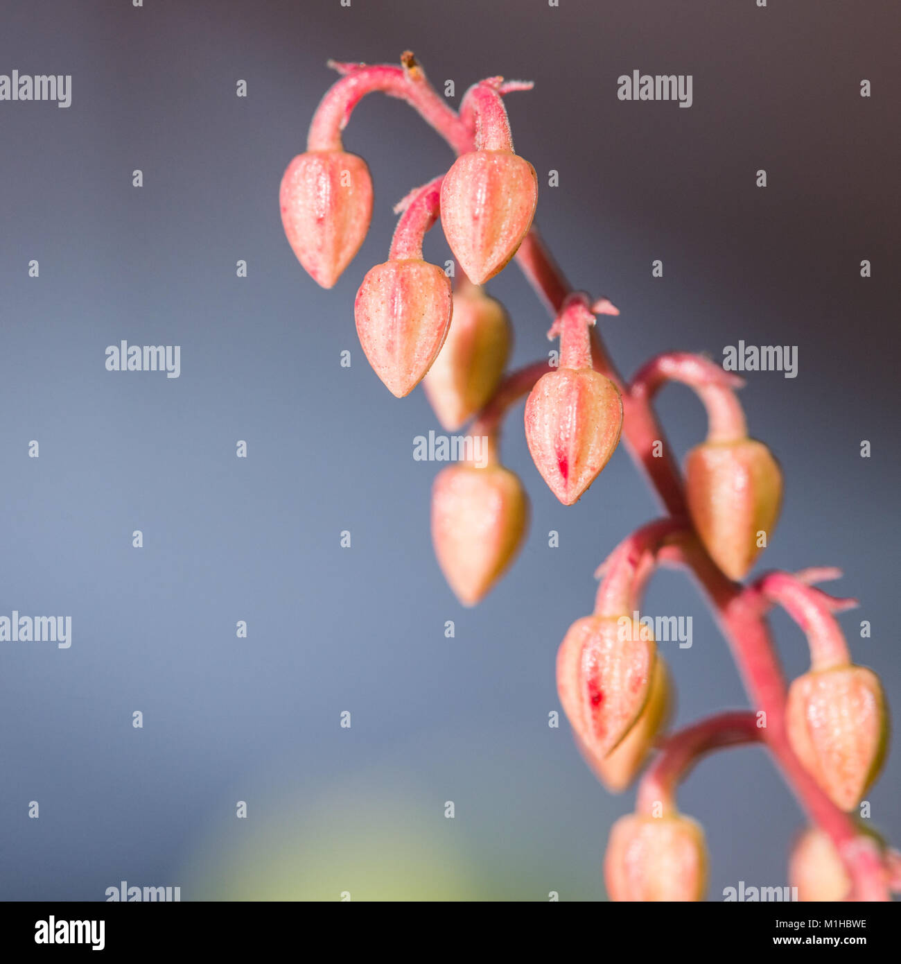 A macro shot of the flower buds of a forest flame bush Stock Photo - Alamy