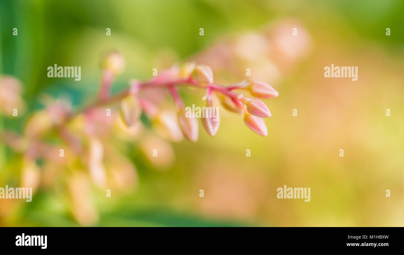A macro shot of the flower buds of a forest flame bush Stock Photo - Alamy