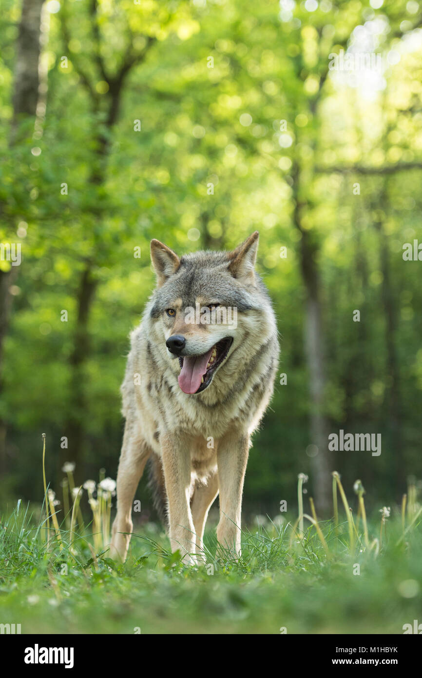 Wolf look like hi-res stock photography and images - Alamy