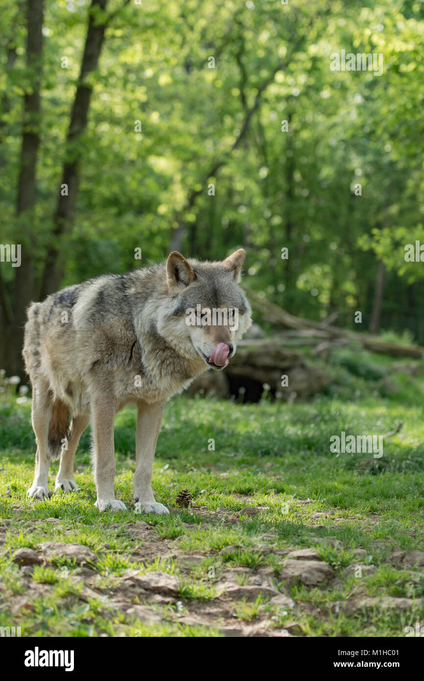 Carnivorous animal hi-res stock photography and images - Alamy