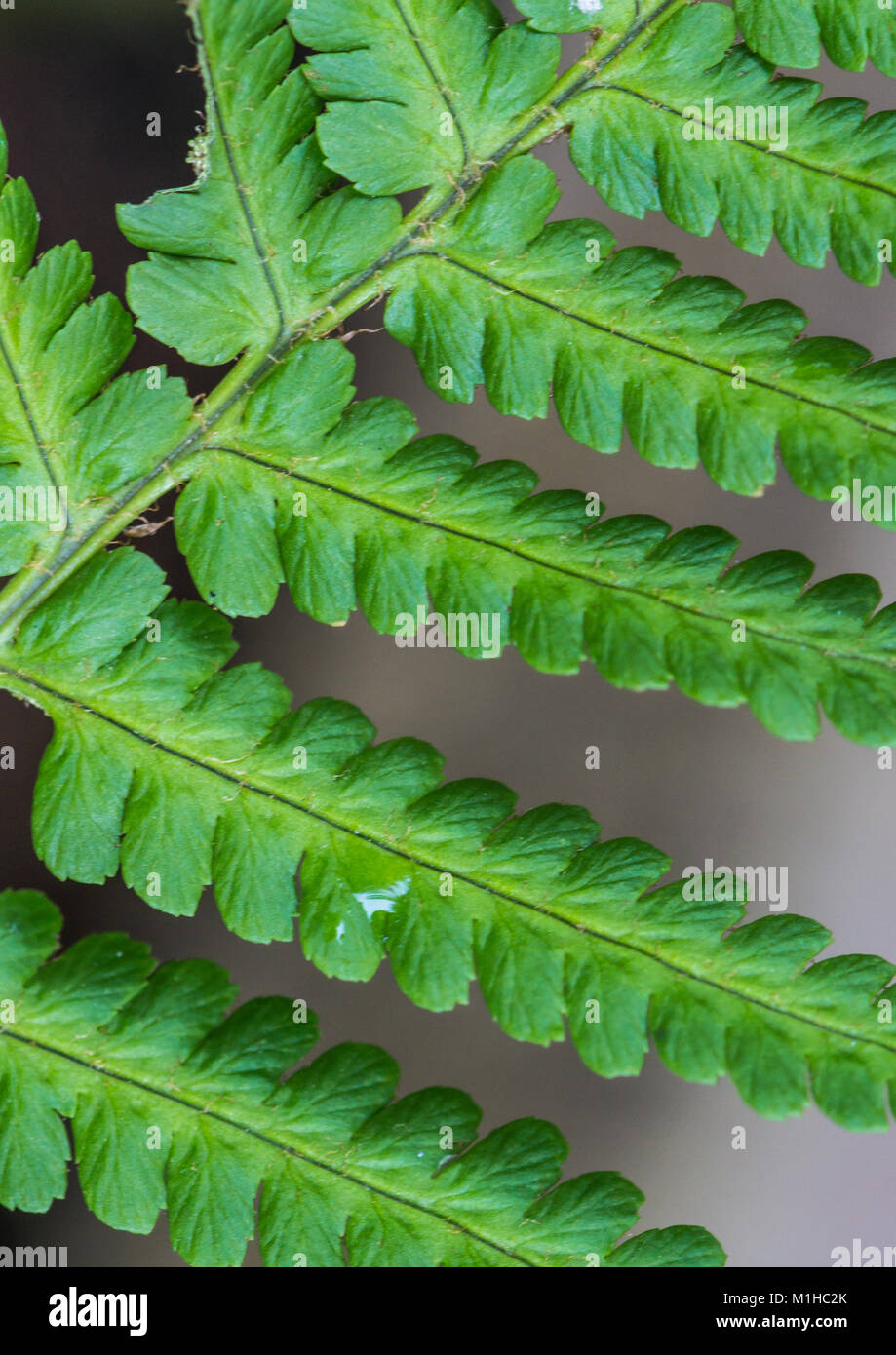 The structure of a fern leaf in close-up Stock Photo - Alamy