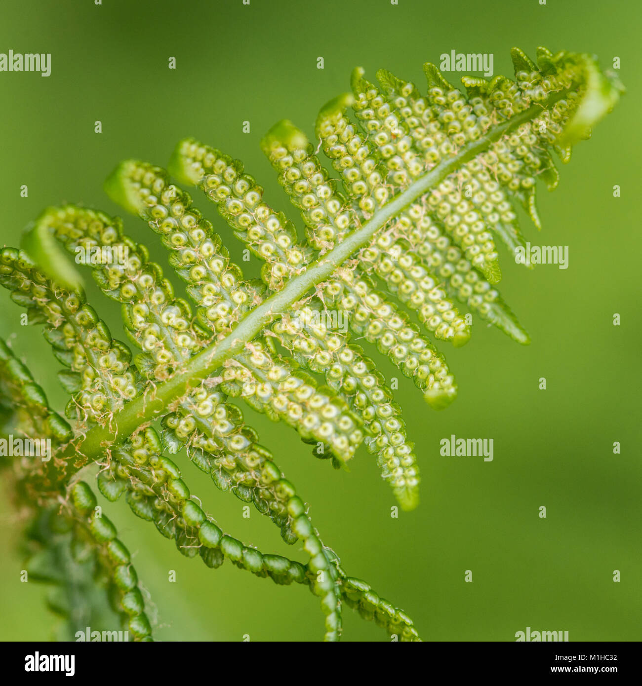 A macro shot of the underside of a fern leaf Stock Photo - Alamy