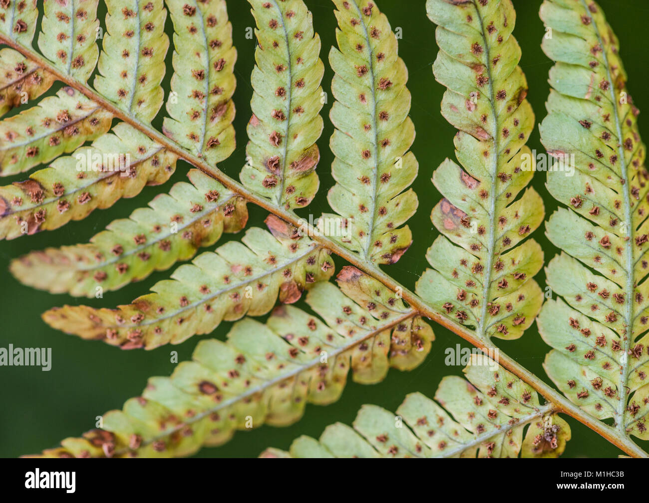 A macro shot of spores on the back of a fern frond Stock Photo - Alamy
