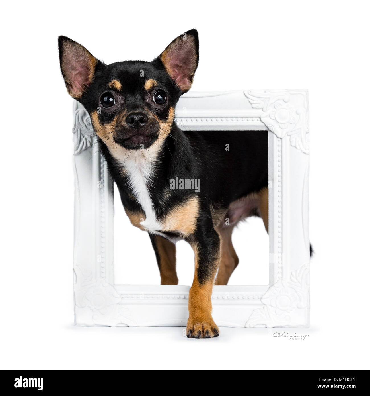 black chiwawa dog walking through a photo frame isolated on white ...