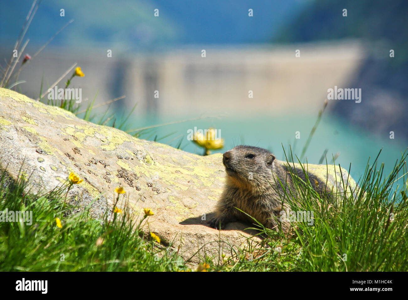 The shy wild marmot sitting near the dam in Austria, enjoying the sun ...