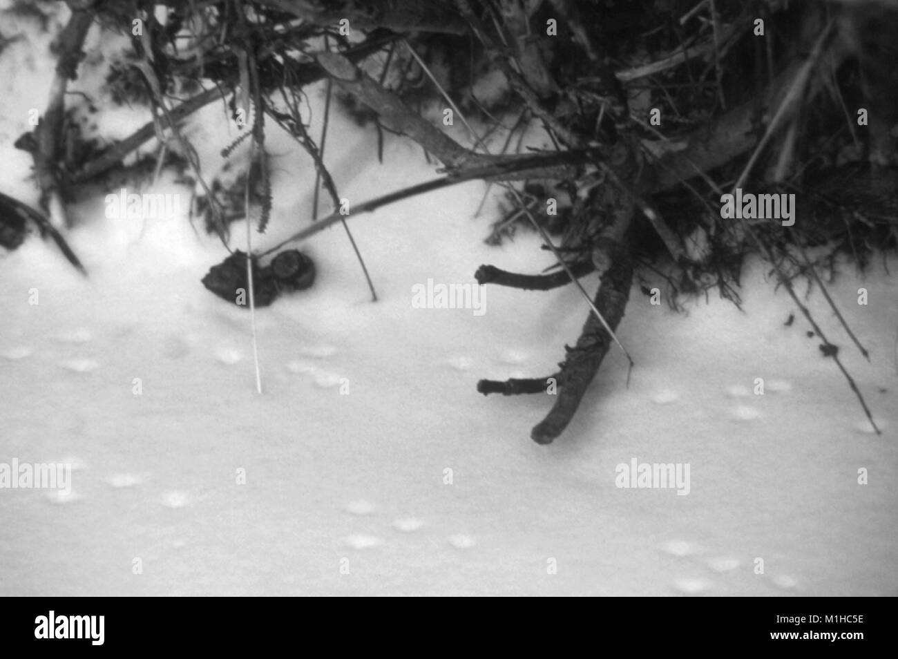 Colorado deer Black and White Stock Photos & Images - Alamy