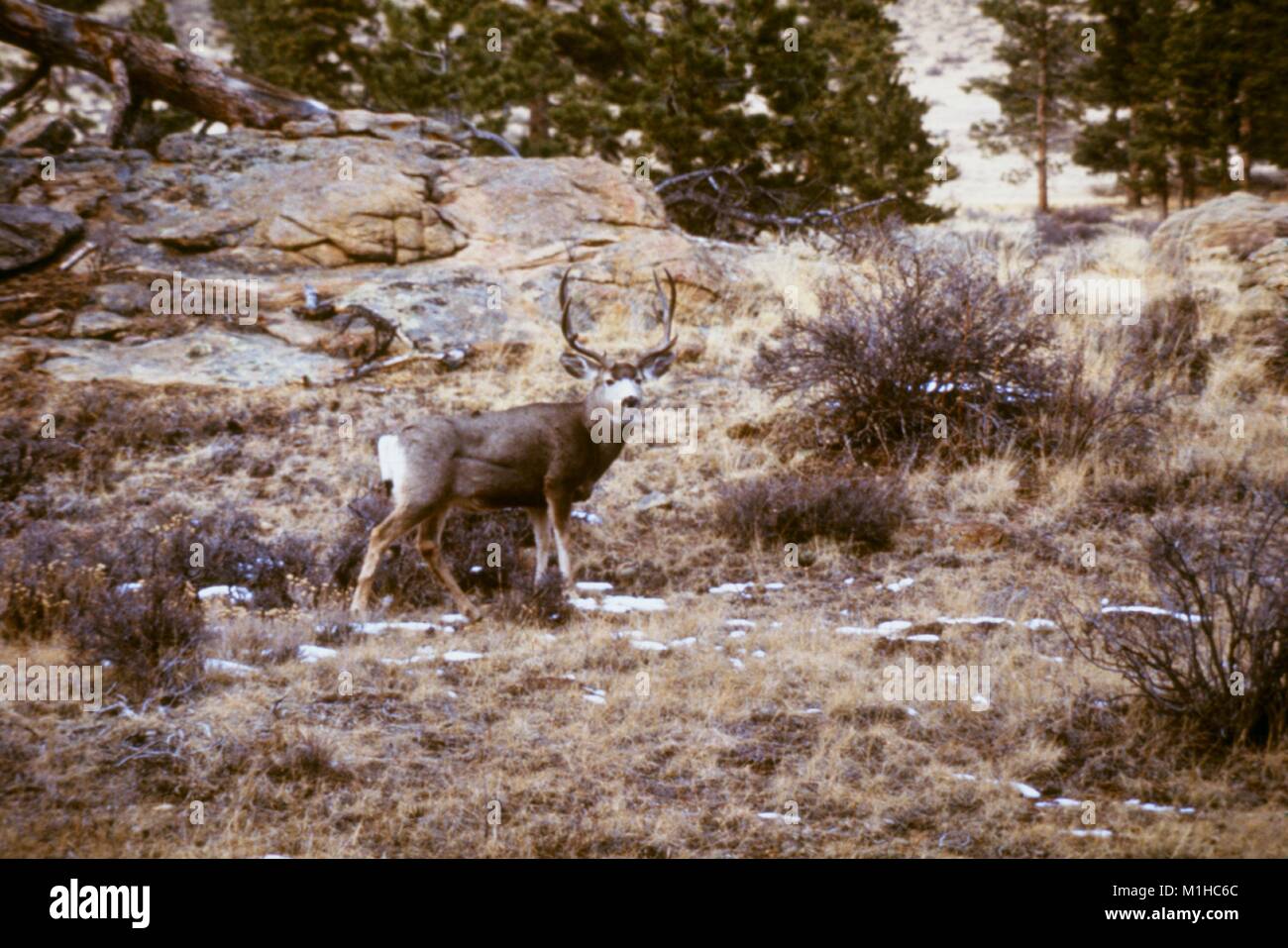 Mule deer buck, Odocoileus hemionus in the opening, plague and tick ...