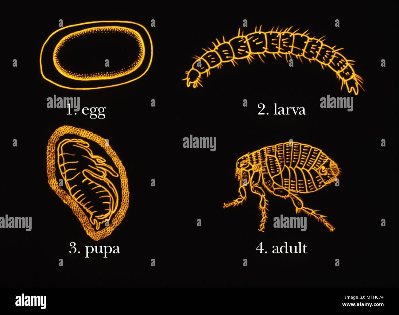 Morphologic changes hi-res stock photography and images - Alamy