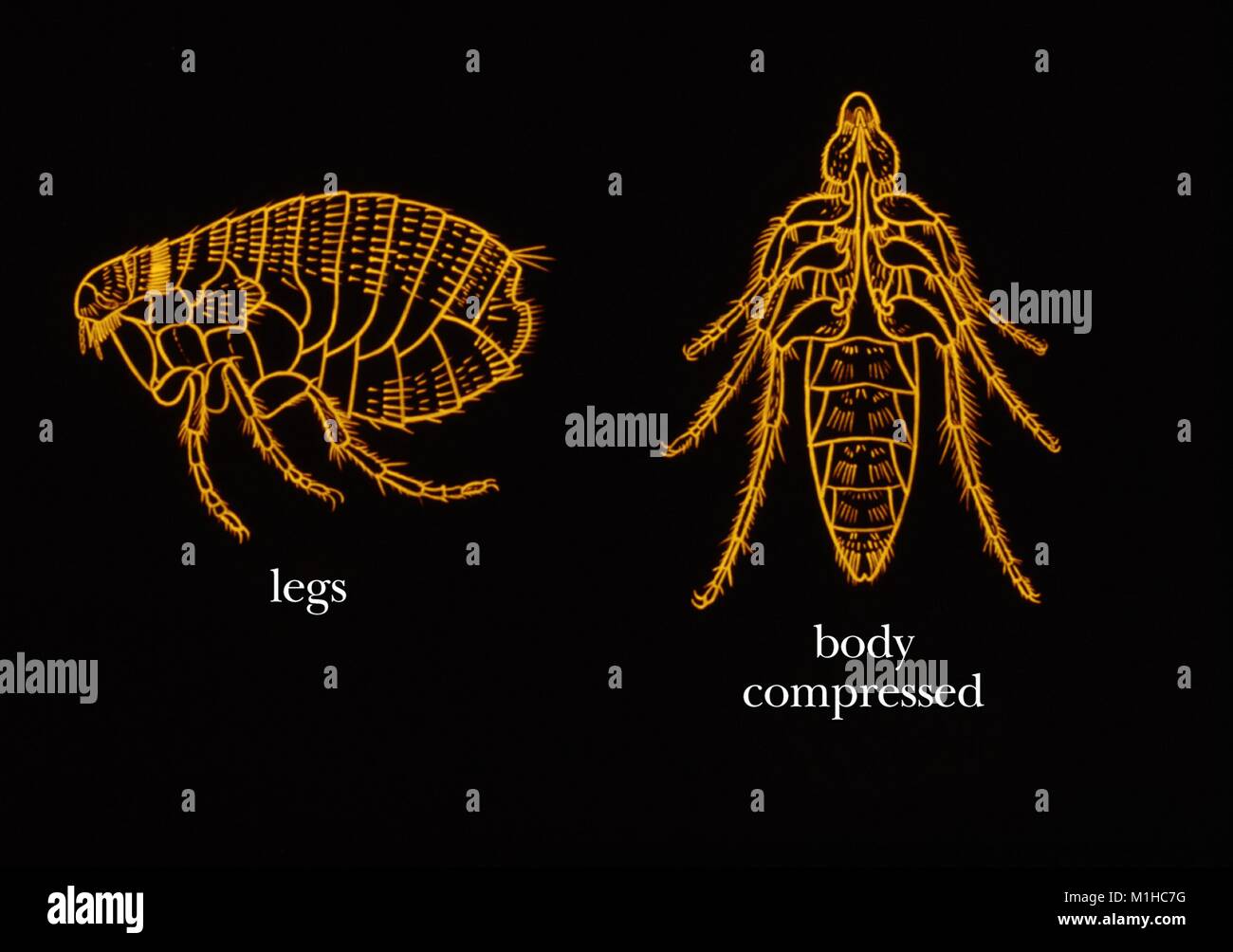 Morphologic characteristics of a flea, two different perspectives ...