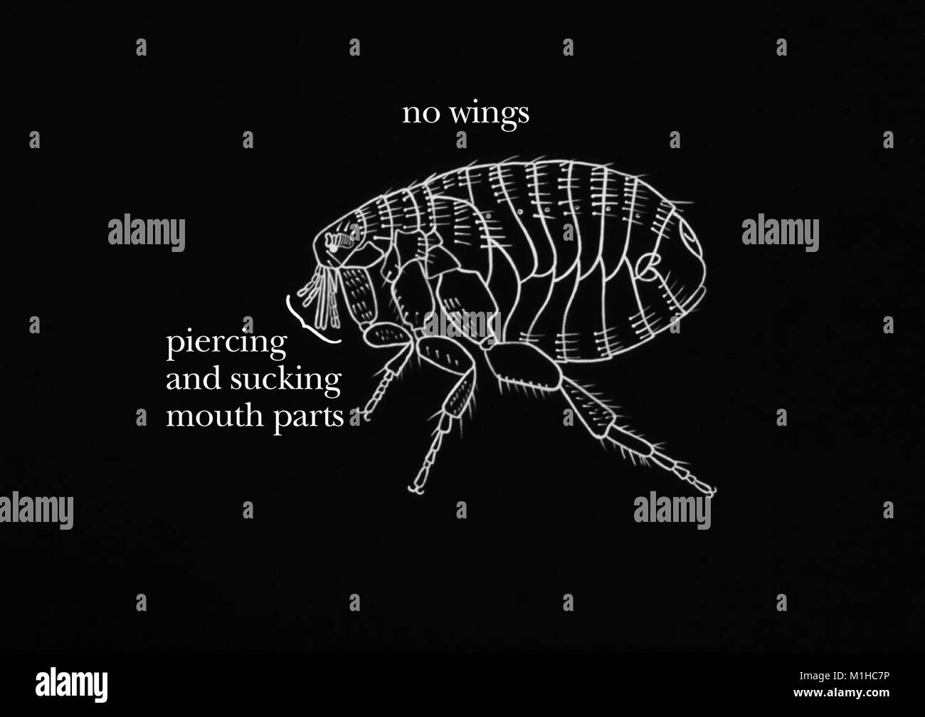 Piercing mouthparts hi-res stock photography and images - Alamy