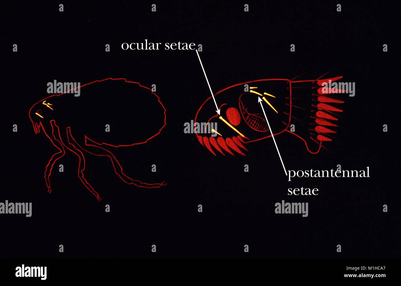 Flea morphology hi-res stock photography and images - Alamy