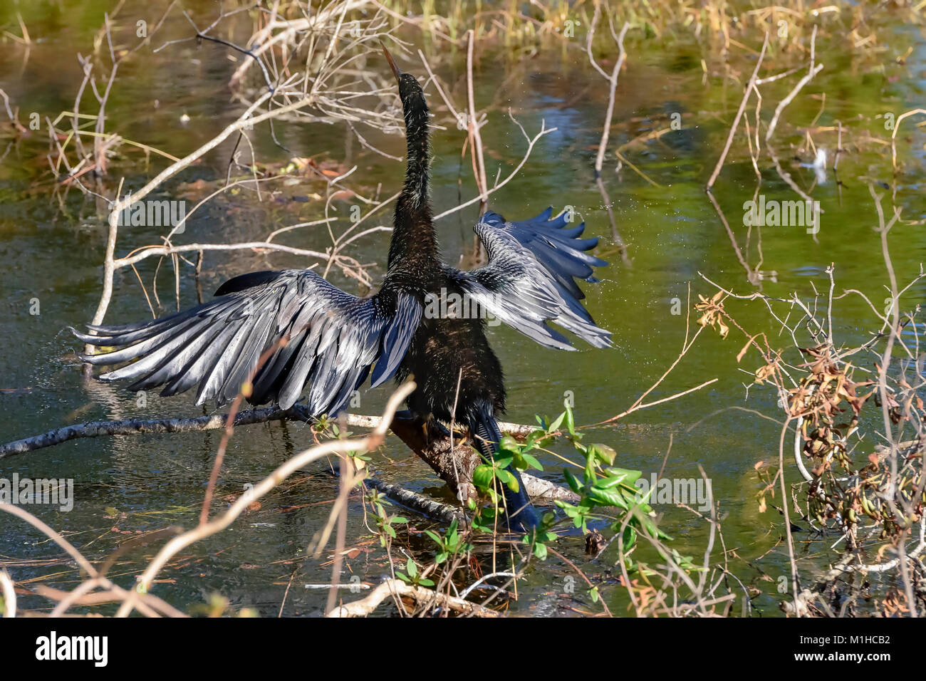 Juvenile anhinga hi-res stock photography and images - Alamy
