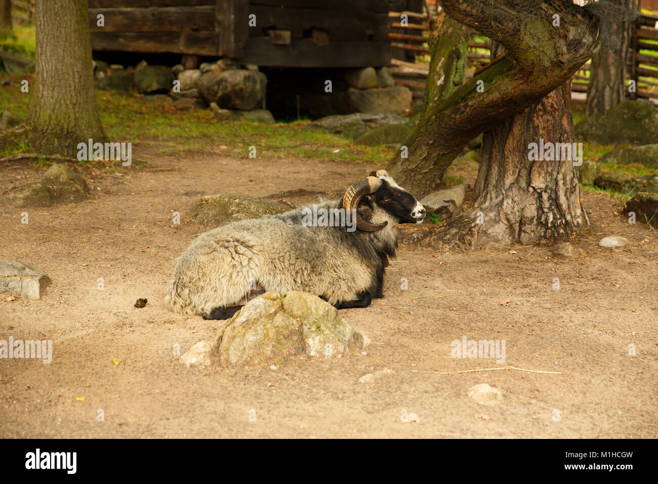 Traditional old farm at Skansen park, the first open-air museum and zoo ...