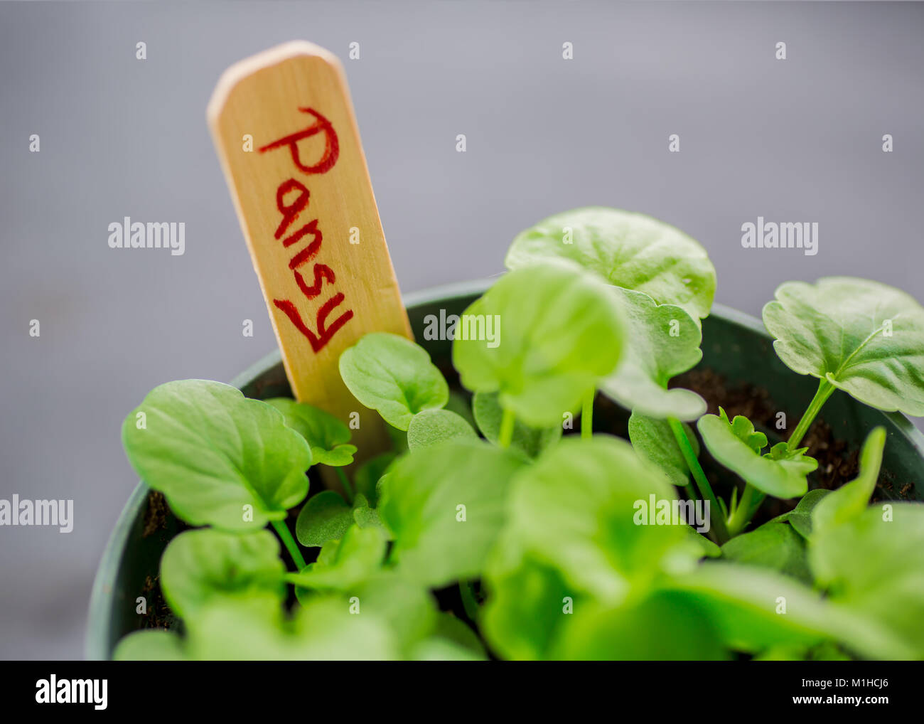 Pansy seedlings hi-res stock photography and images - Alamy