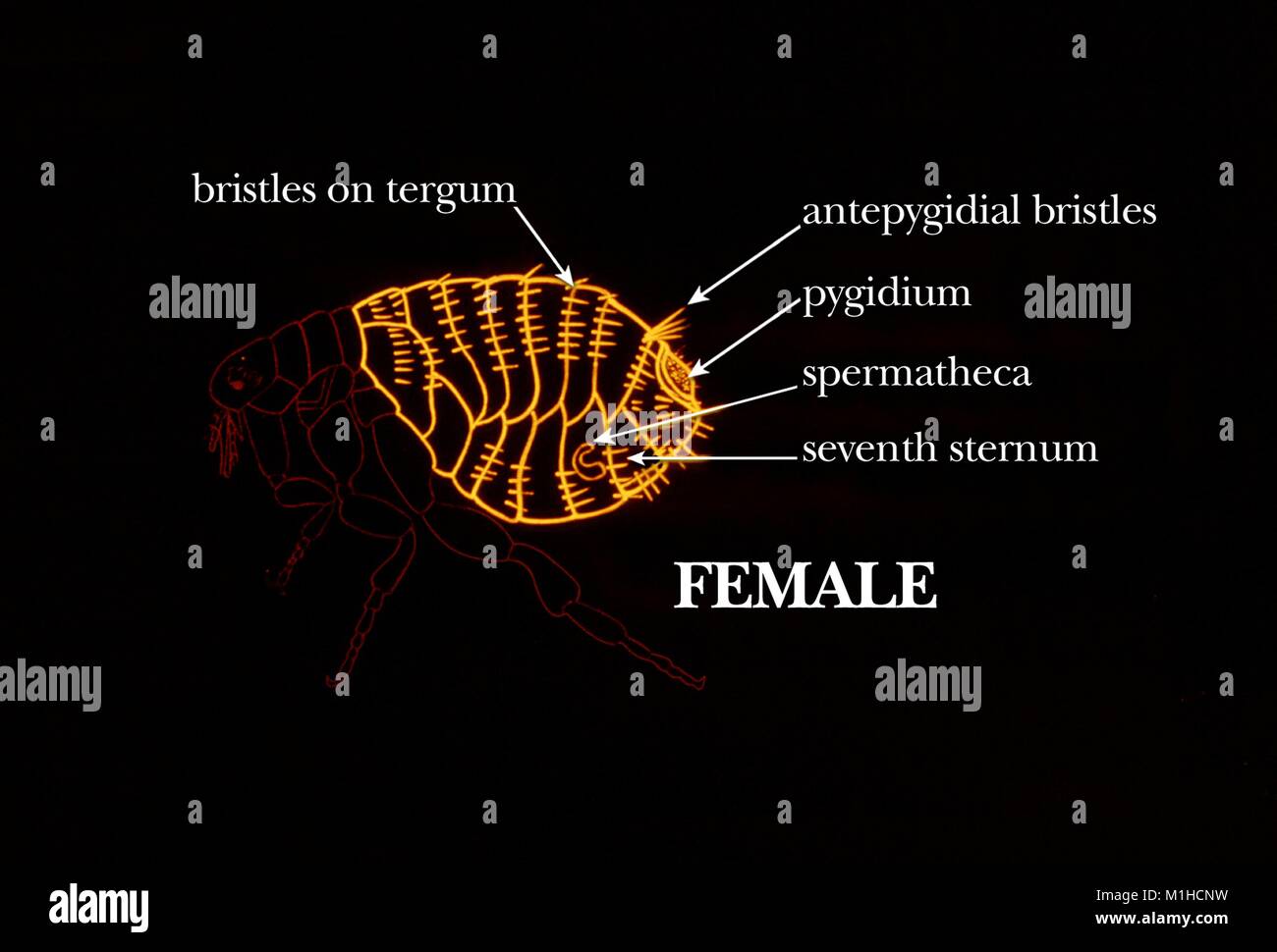 Illustration of the abdominal morphological characteristics typical for ...