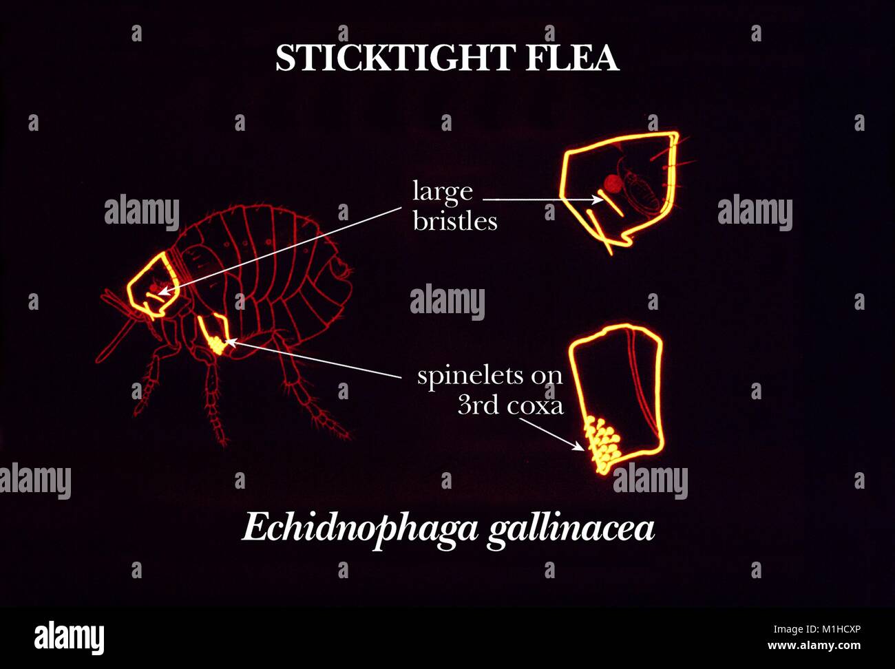 Illustration of the sticktight flea (Echidnophaga gallinacea) and its ...