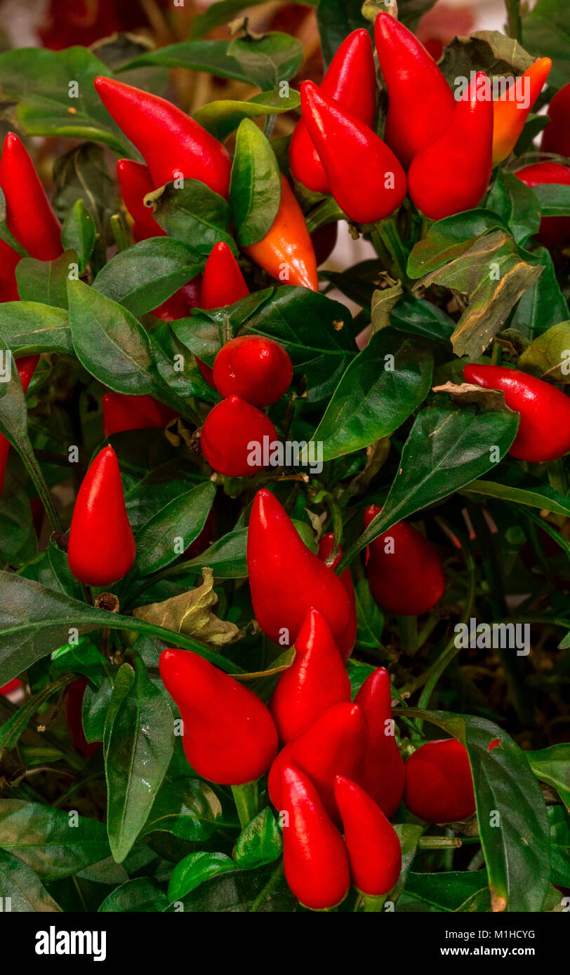 Red hot chillies growing on a plant Stock Photo - Alamy