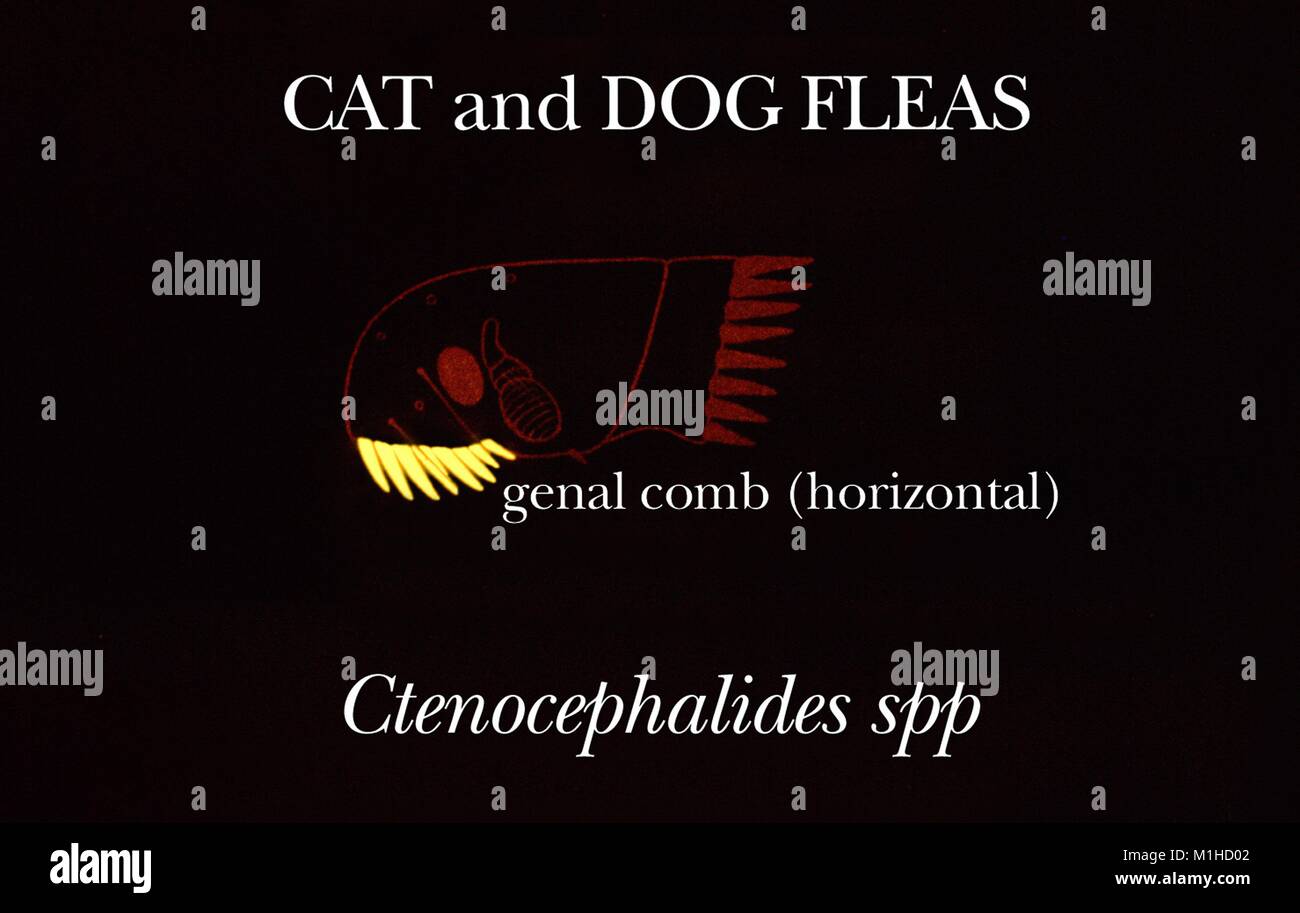 Illustration of cat and dog fleas (Ctenocephalides spp) with ...