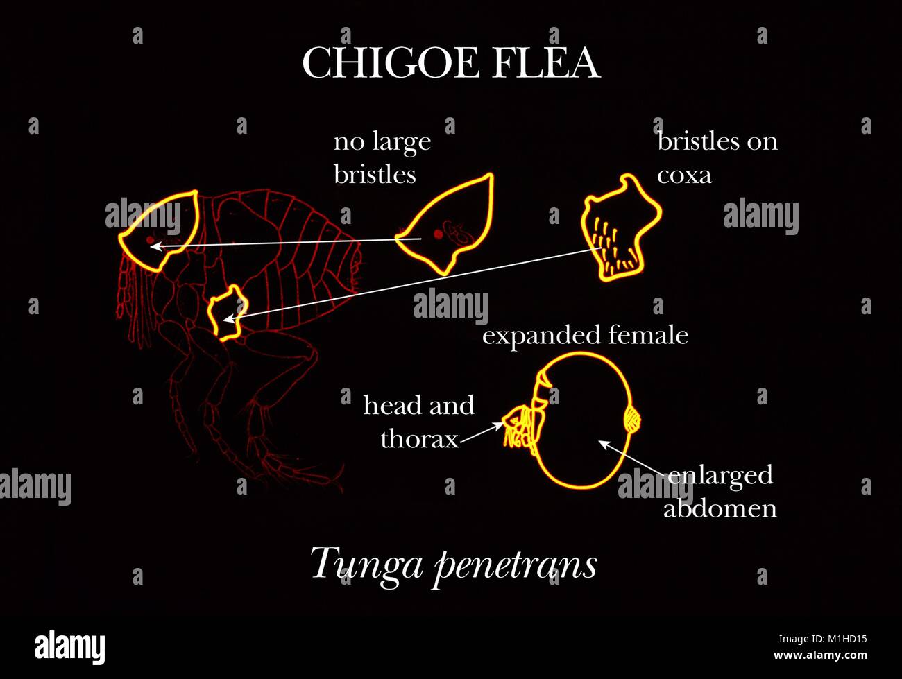 Tunga Penetrans Flea