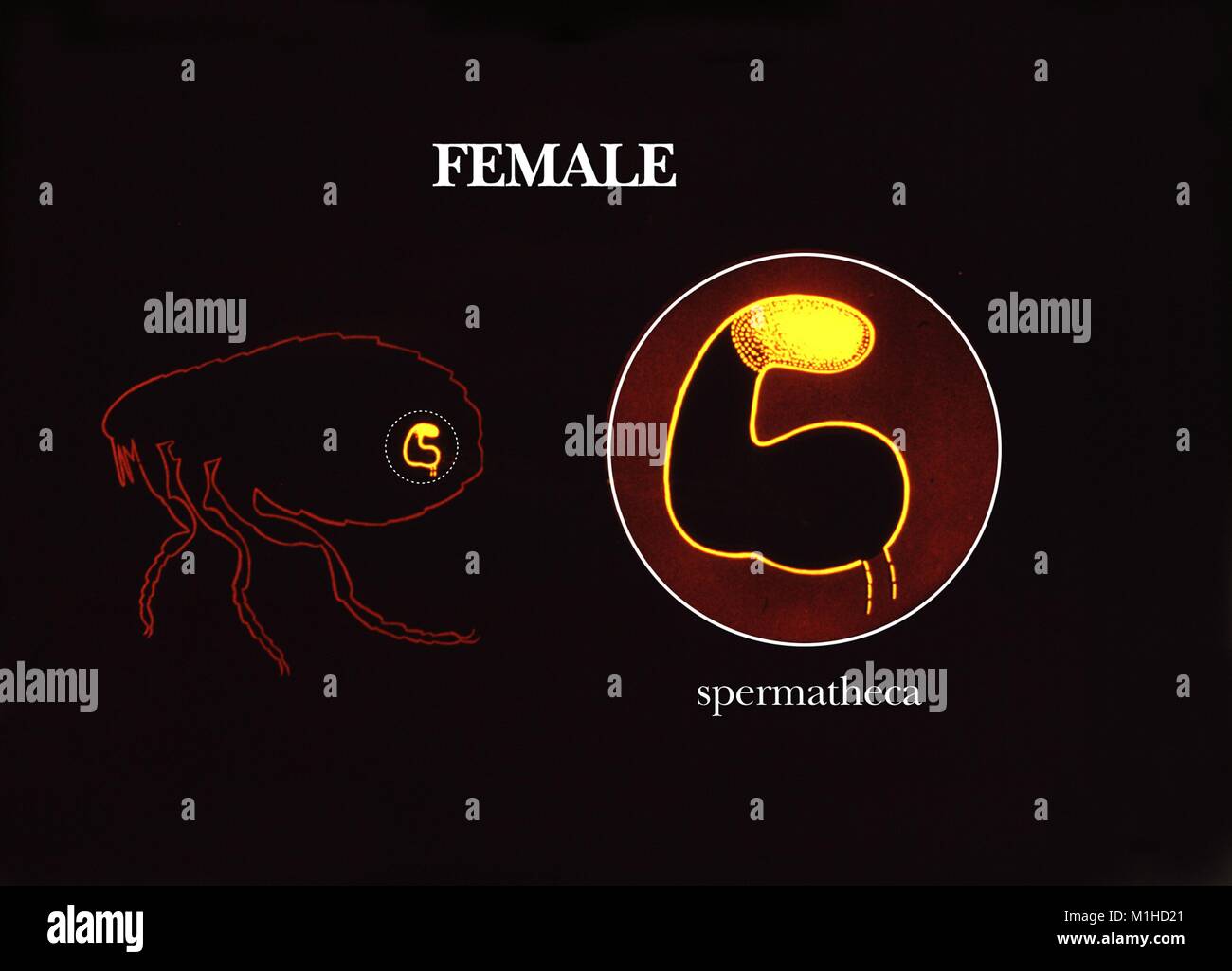 Illustration of the spermatheca (the receptacle for storing sperm after ...