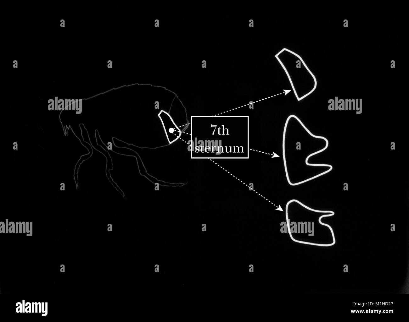 Illustration of the shapes of the seventh sternum in female fleas, used ...