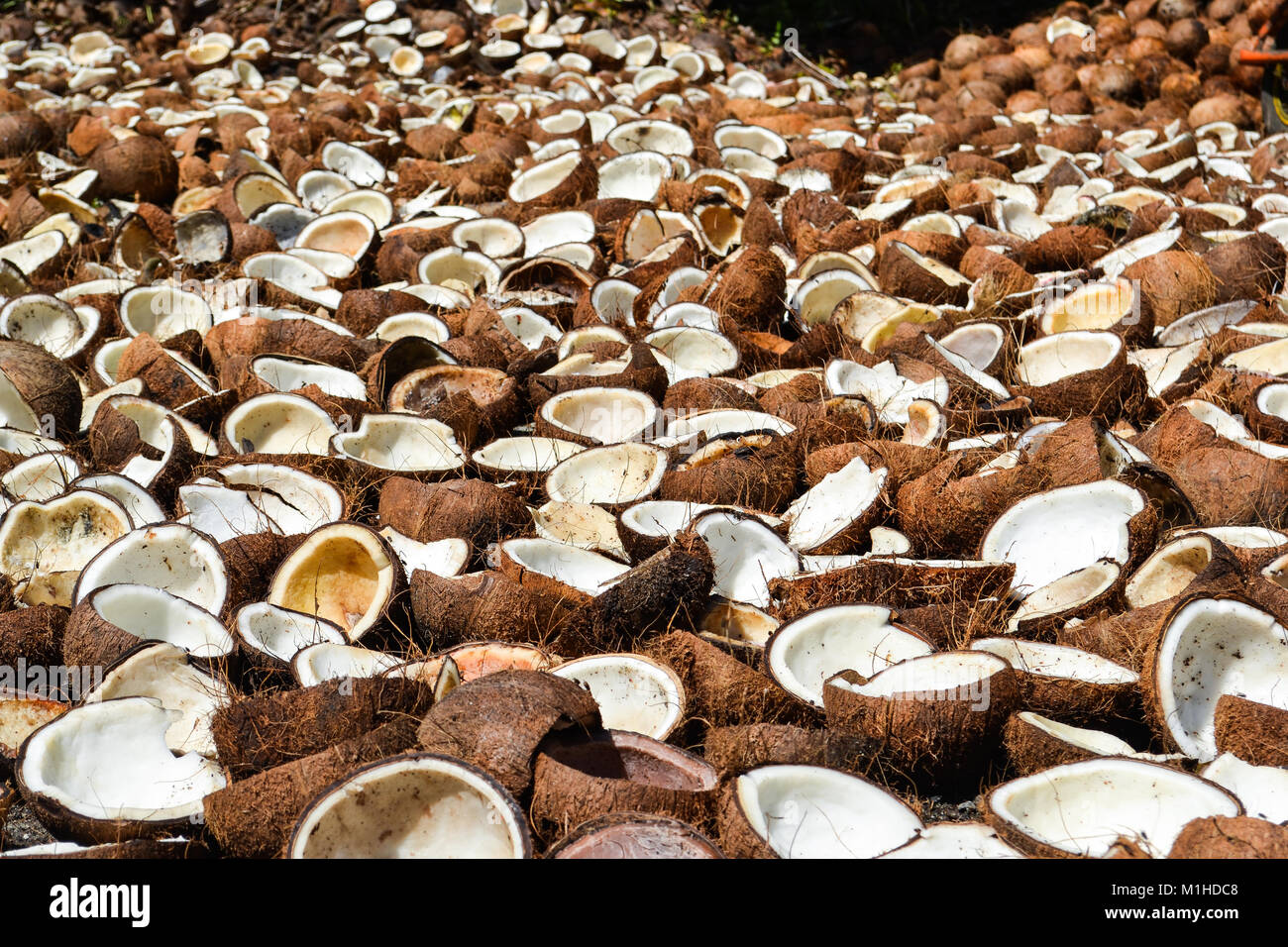 Pile of coconut shells hi-res stock photography and images - Alamy