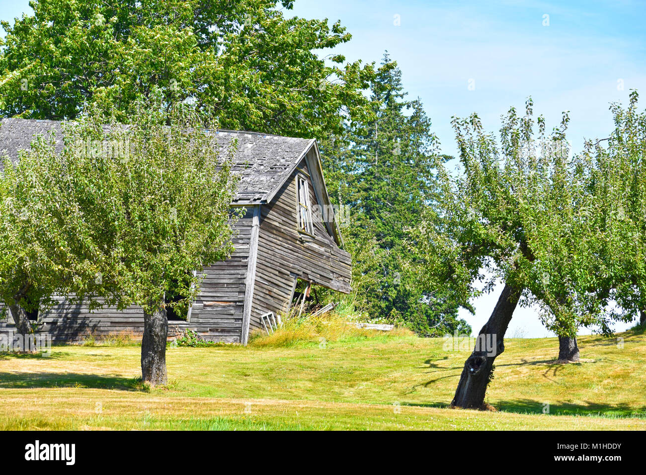 An old rustic barn in the pacific northwest countryside of Ferndale ...