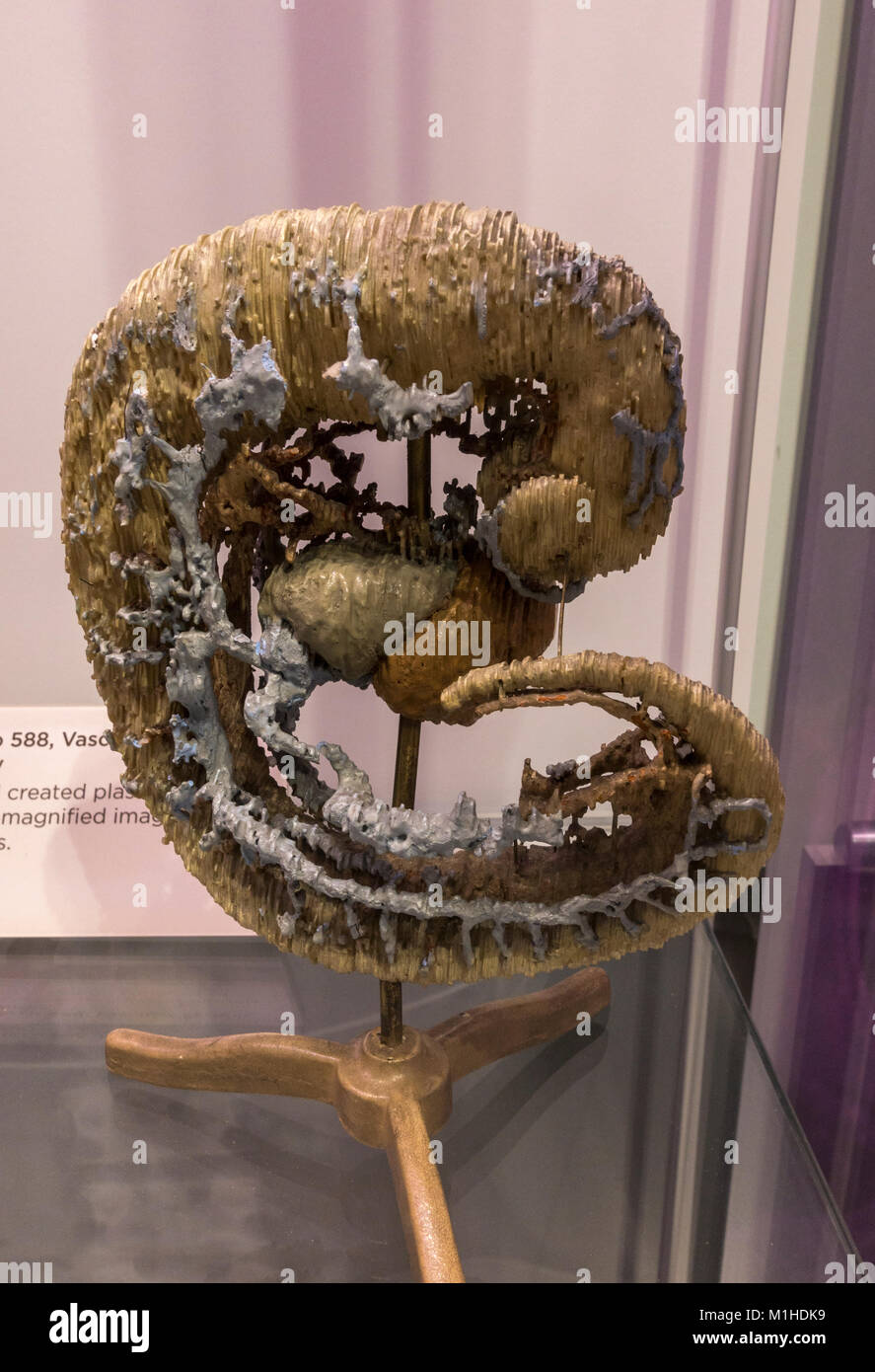 Carnegie Embryo 588, Vascular System (mid 20th Century) on display in ...