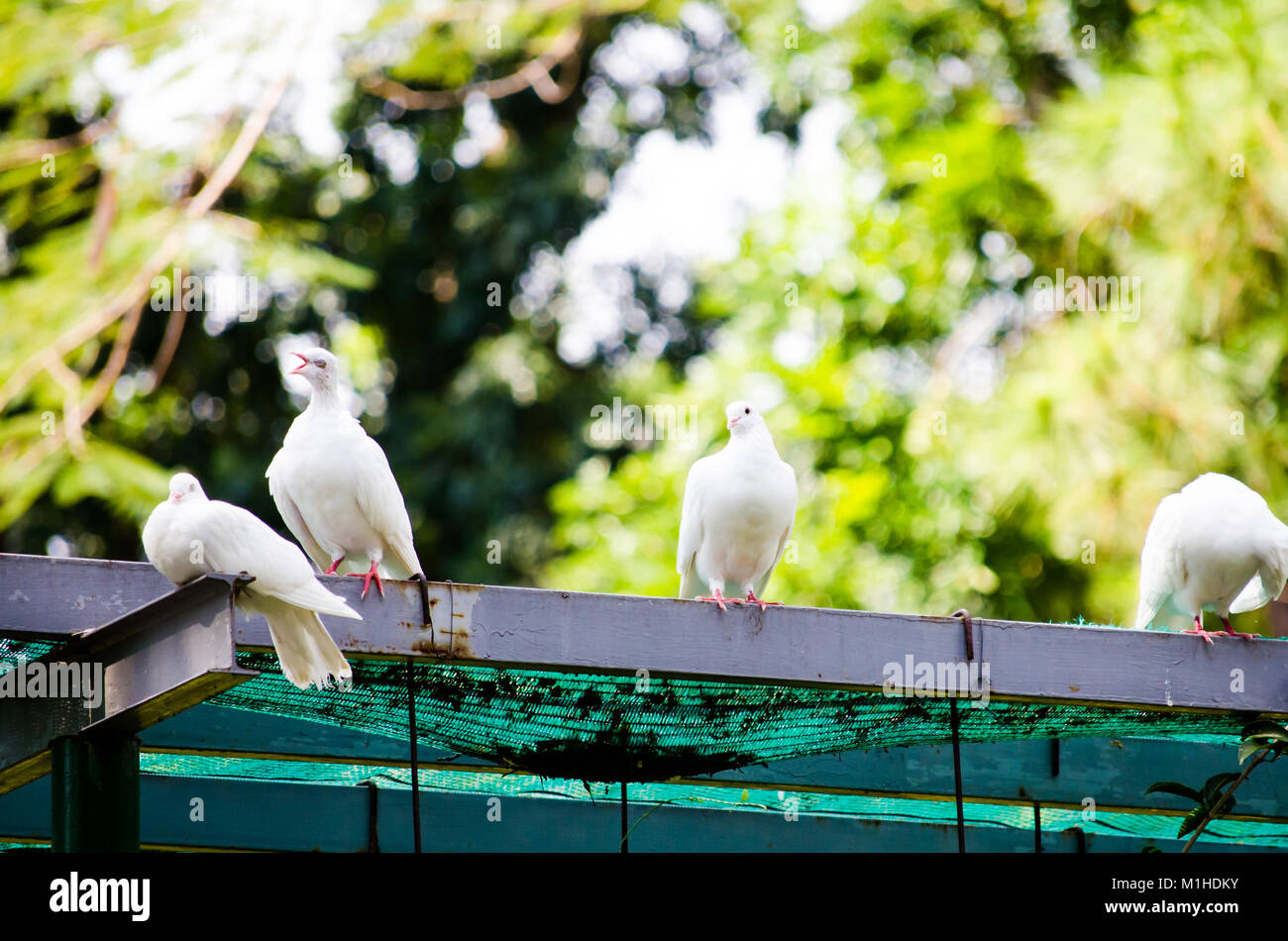 a group of white doves singing in a green forest Stock Photo - Alamy