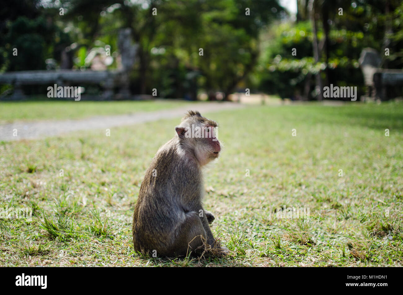 Asian monkey stares into distrance sitting on green grass field in ...