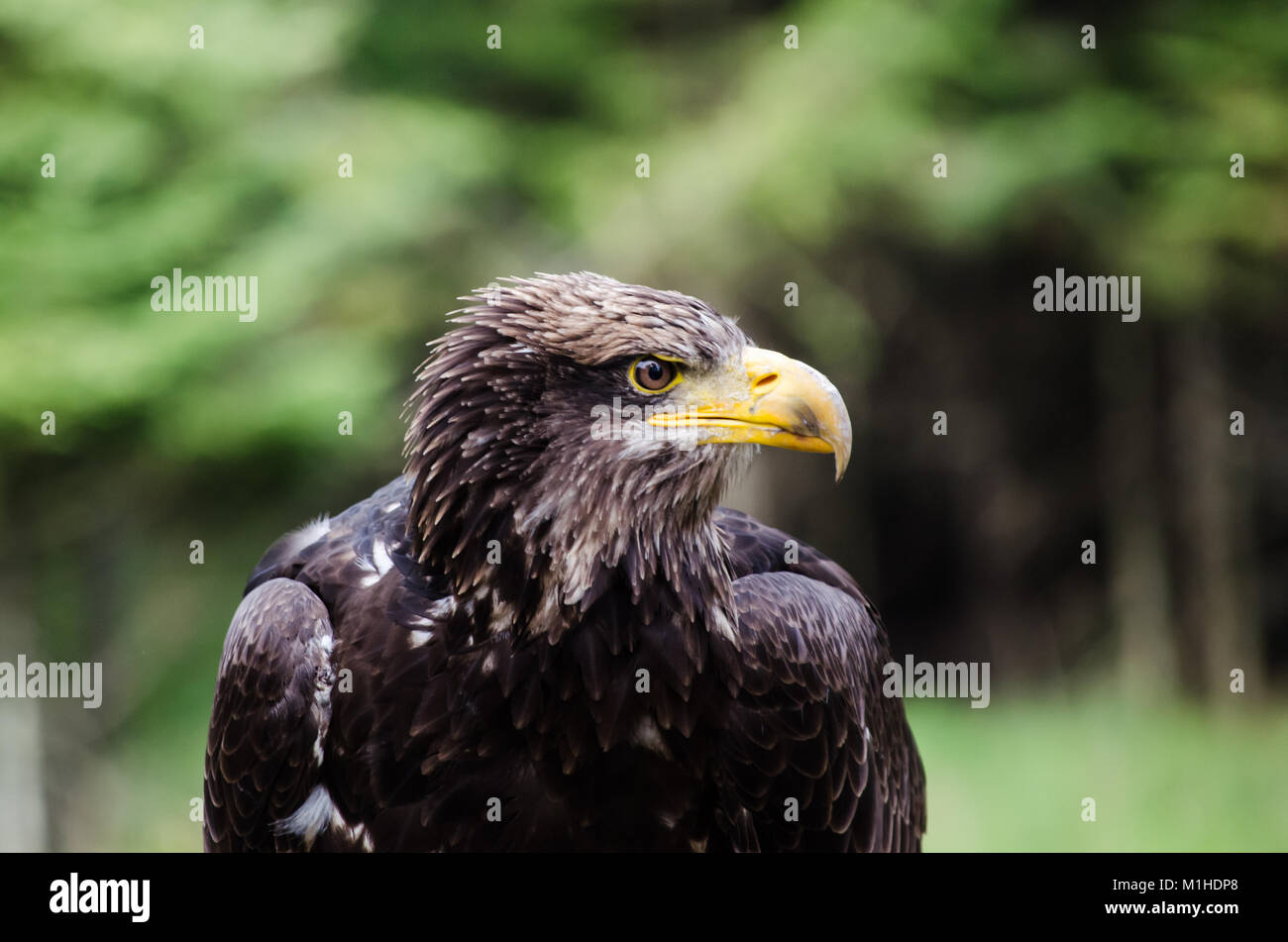 A brown eagle with yellow beak stares at a distance in a forest Stock ...