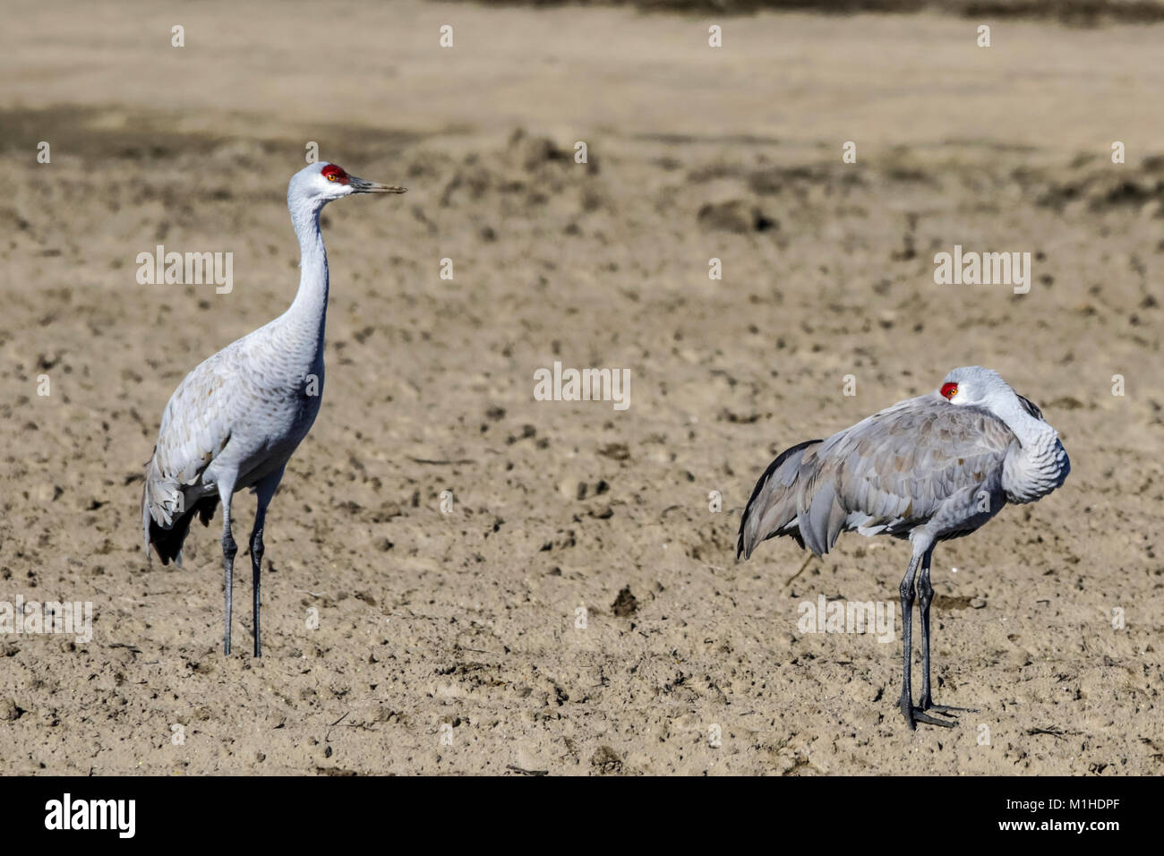 Sandhill Cranes in a field at the San Luis National Wildlife refuge in ...