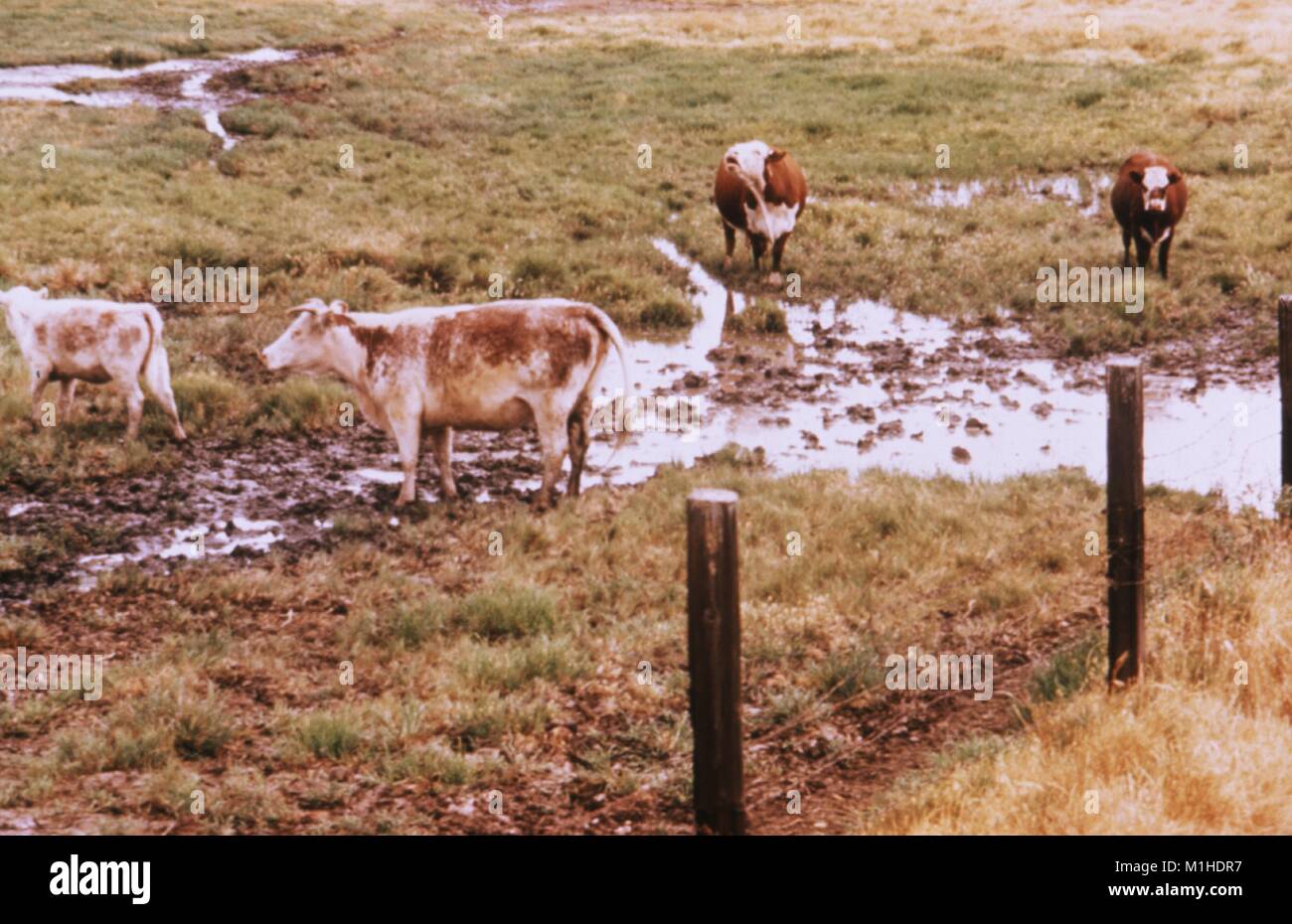 Water for the cows hi-res stock photography and images - Alamy
