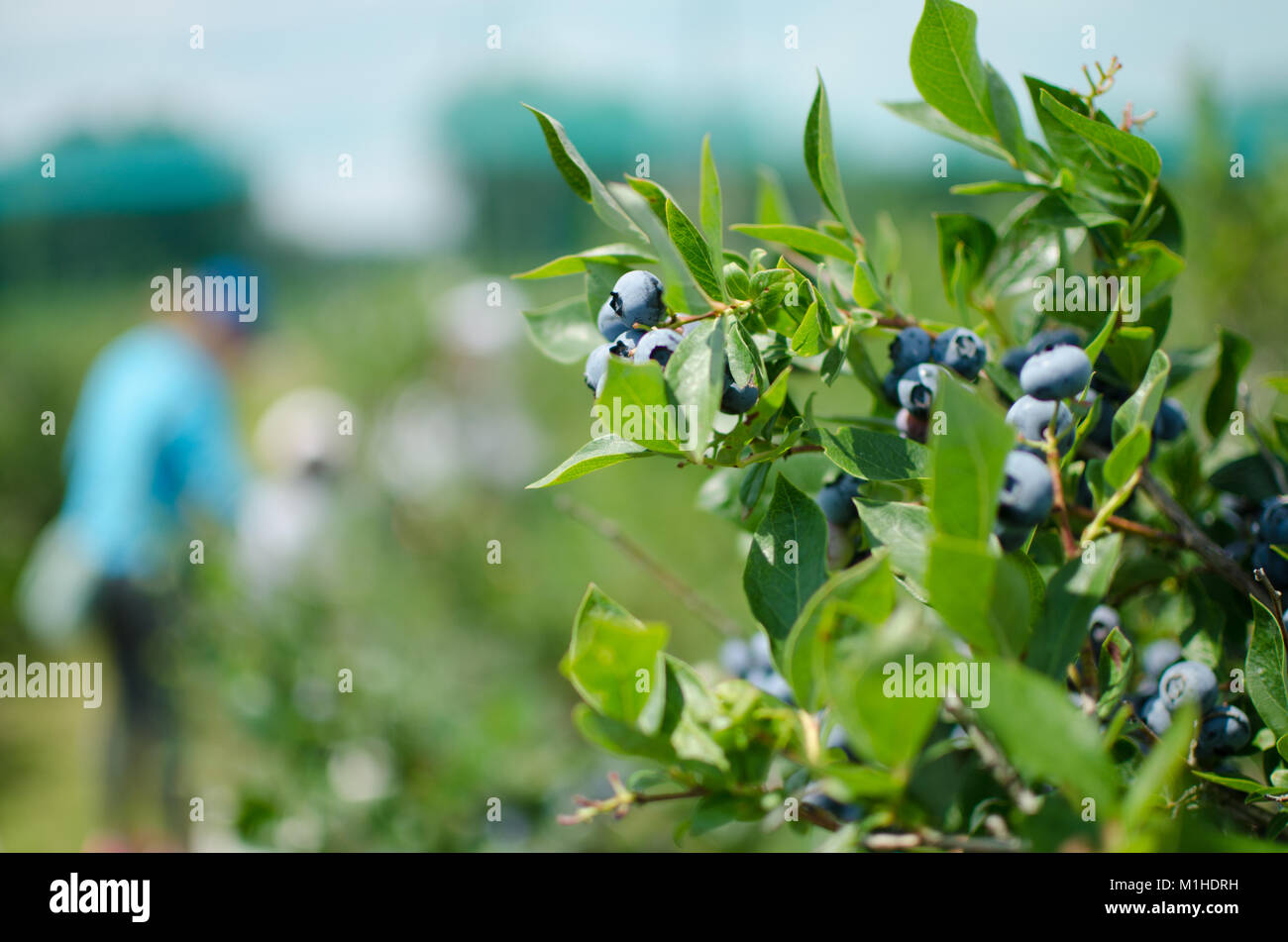 Blueberry tree hi-res stock photography and images - Alamy