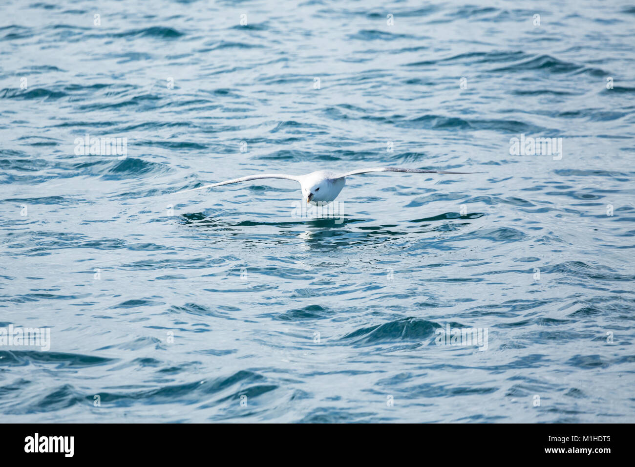 Skim over water hi-res stock photography and images - Alamy