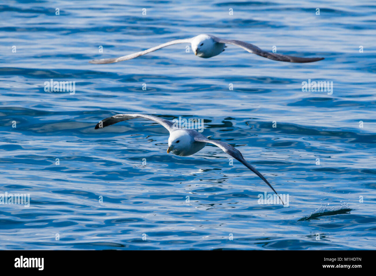 Two albatross in Iceland flying low over the ocean. The one in front ...