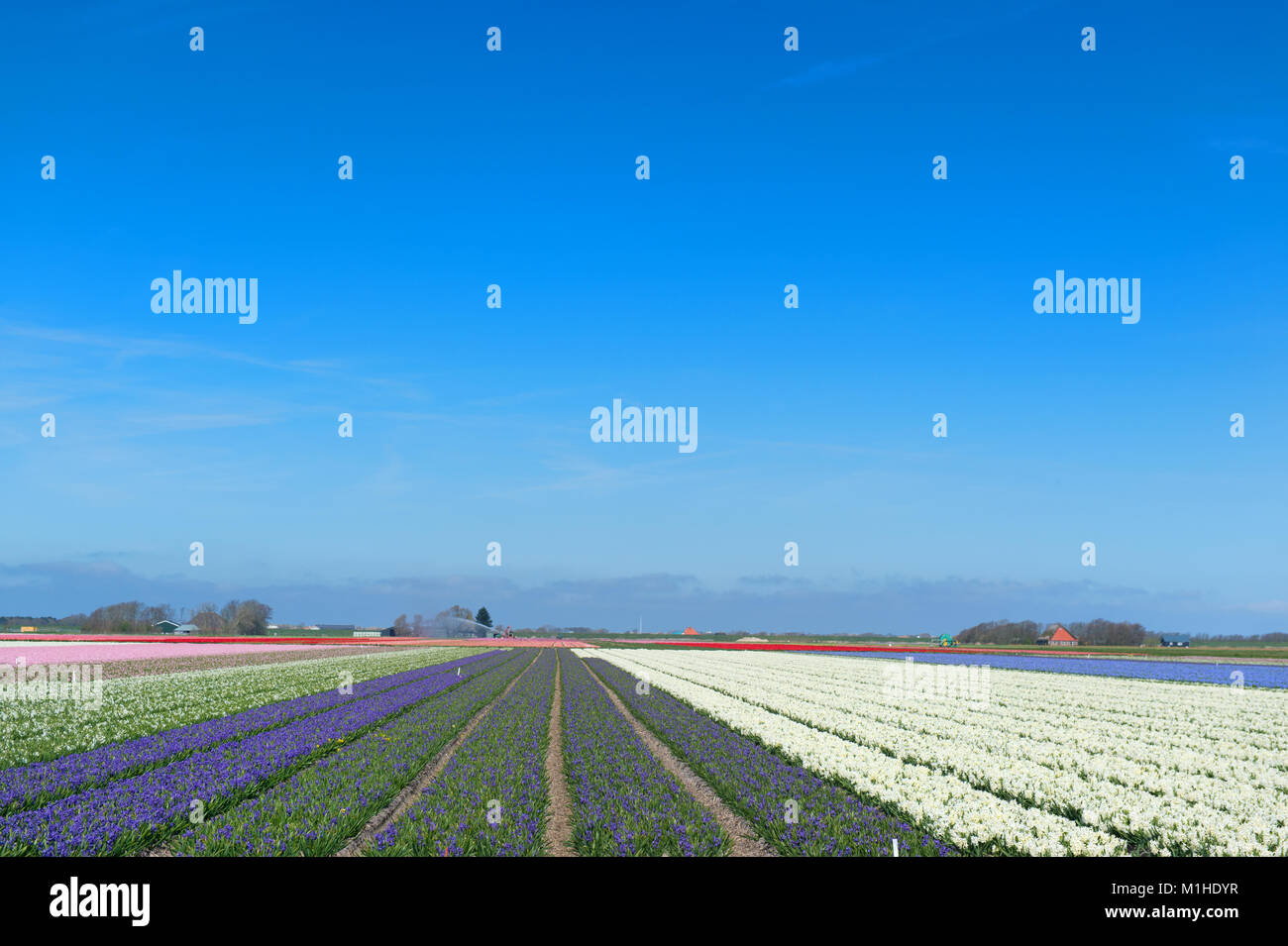 Colorful typical Dutch landscape with Hyacinth flower bulbs in rows ...