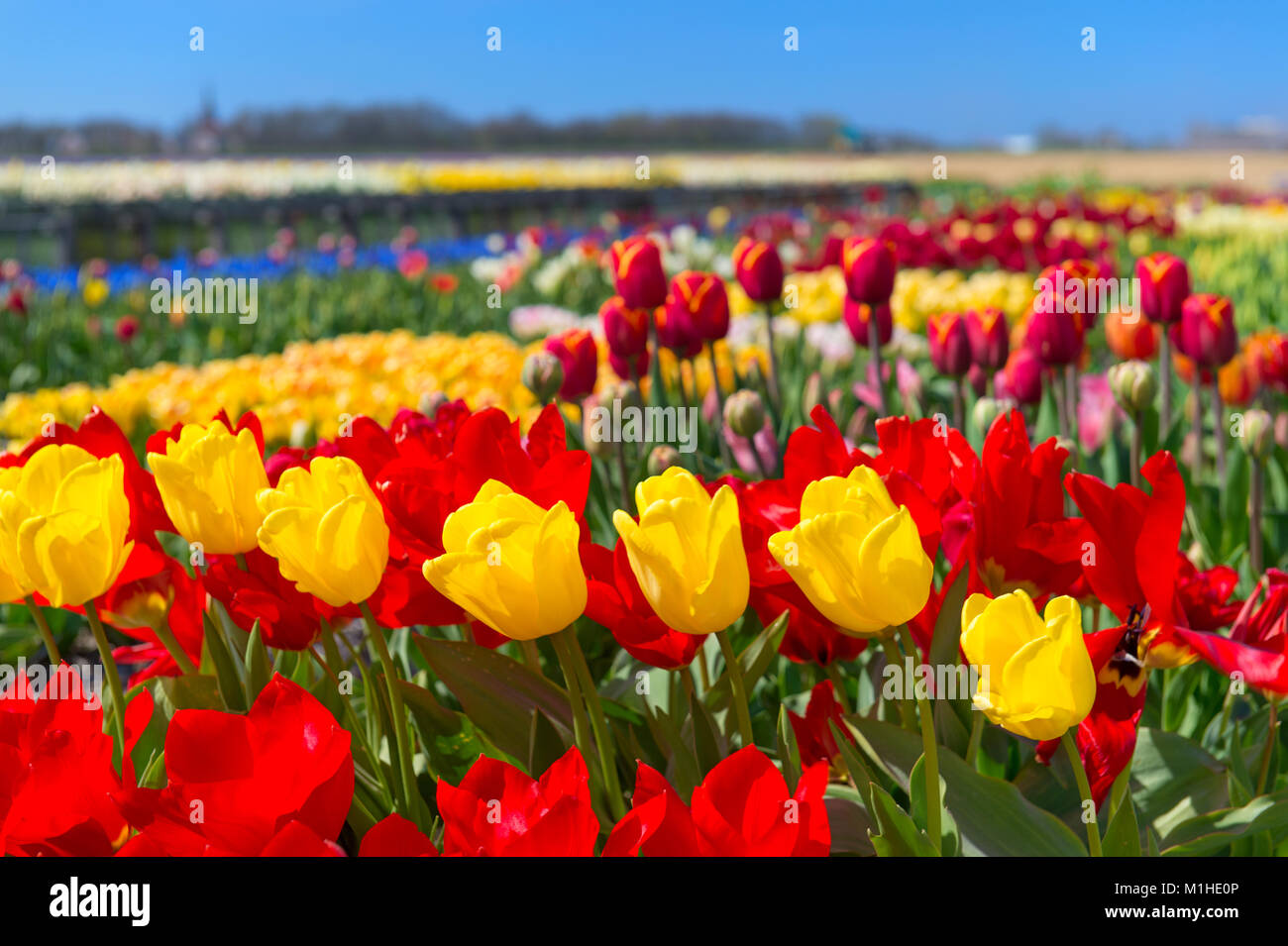 Typical landscape in Holland with colorful flower bulbs tulips in the ...