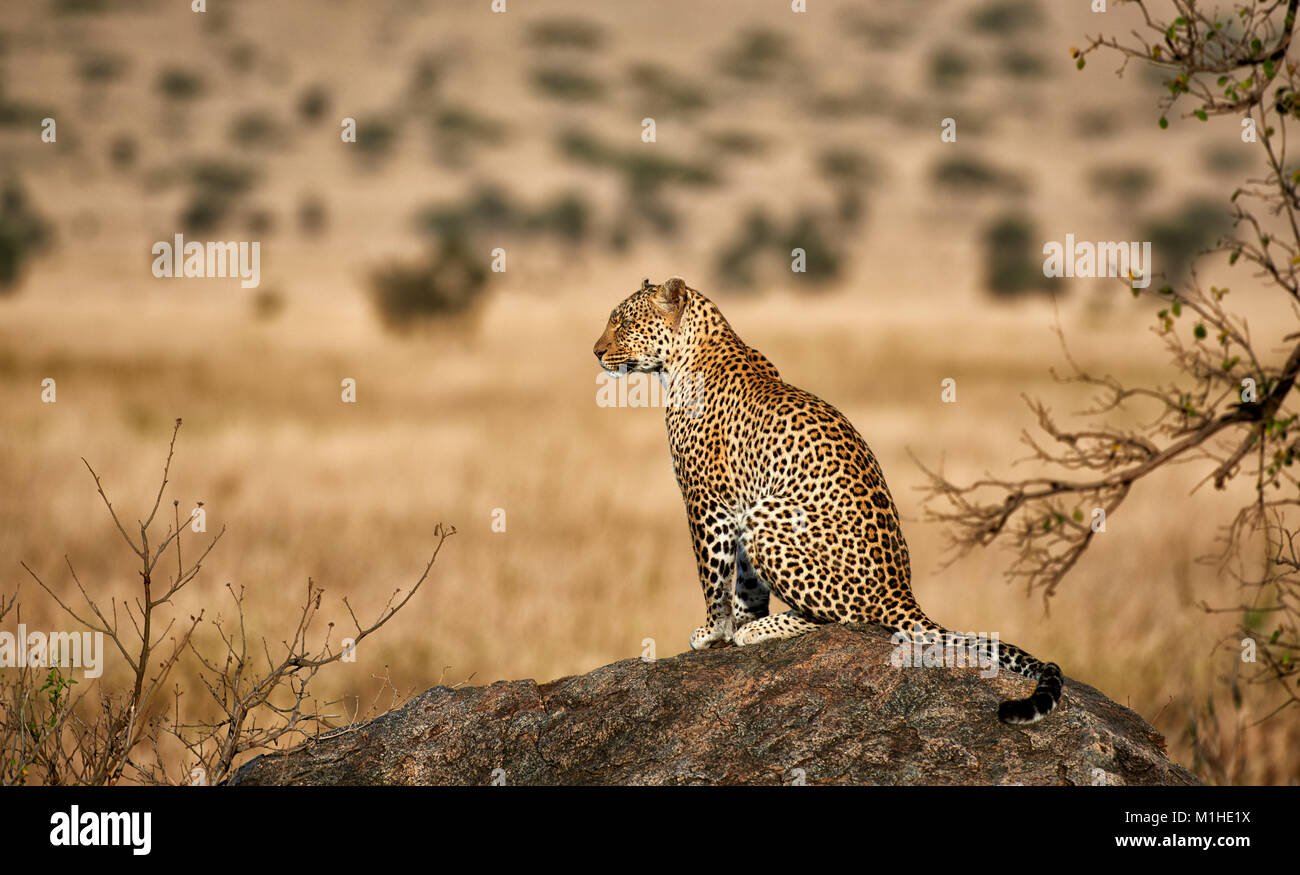 female leopard, Panthera pardus, in Serengeti National Park, UNESCO ...
