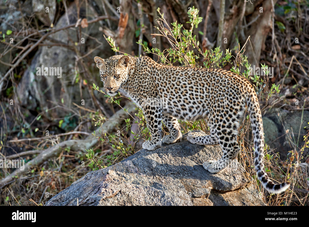 female leopard, Panthera pardus, in Serengeti National Park, UNESCO ...