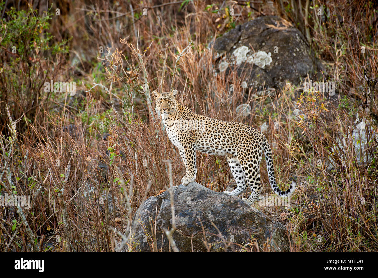Raubkatze big five hi-res stock photography and images - Alamy