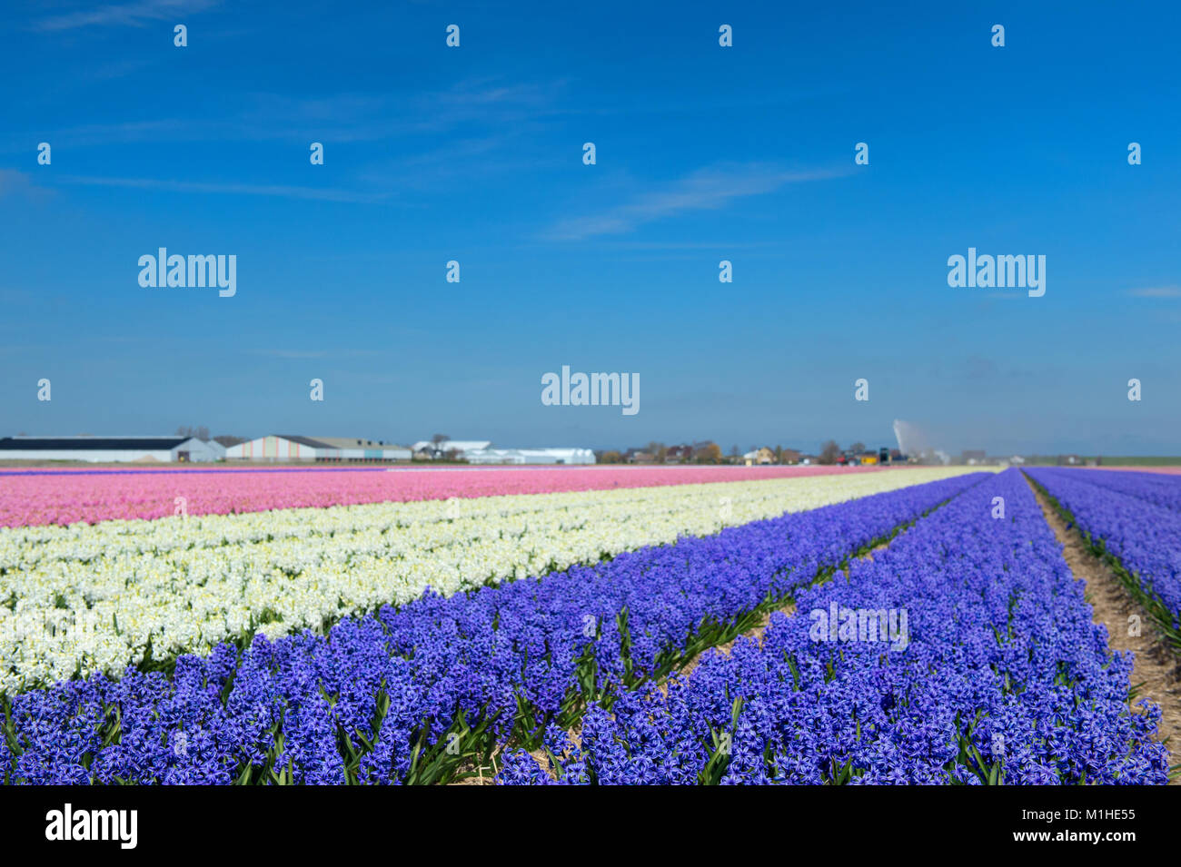 Colorful typical Dutch landscape with Hyacinth flower bulbs in rows ...